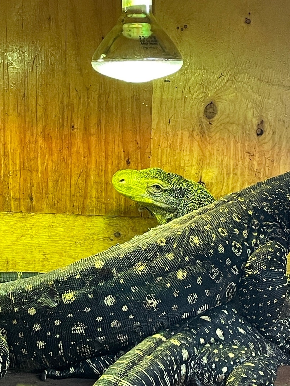 Female crocodile monitor | Reptiles & Amphibians for Rehoming ...