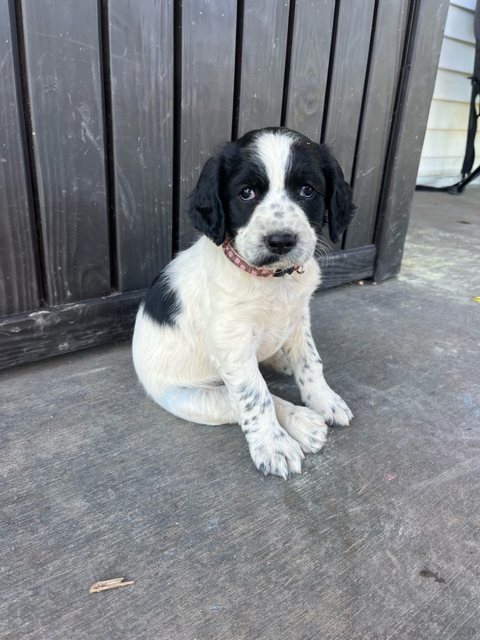 English Springer spaniel pup | Dogs & Puppies for Rehoming | Grande ...