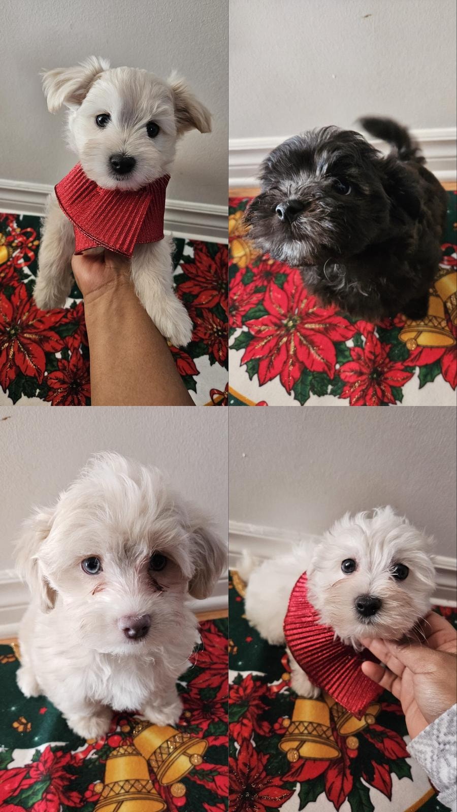Chiots Bichon Maltais | Dogs & Puppies for Rehoming | Longueuil / South ...