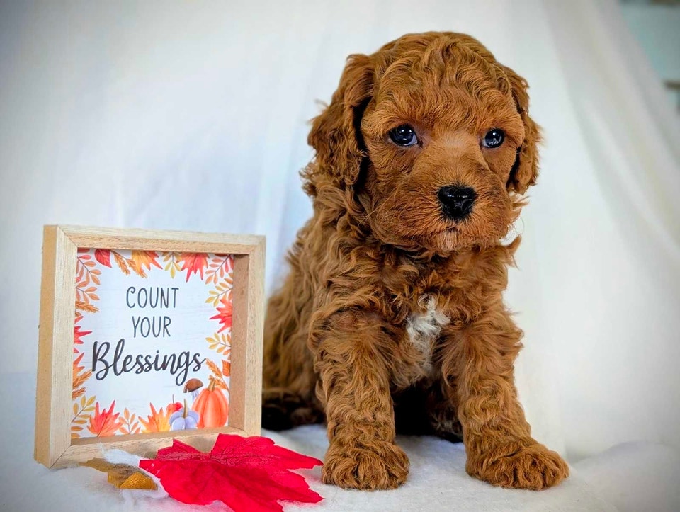 F1B Cavapoo puppies ( HEALTH TESTED PARENTS !) | Dogs & Puppies for ...