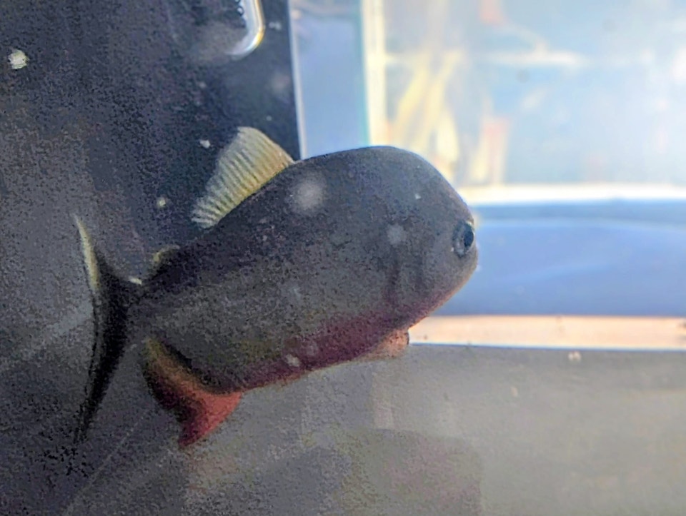 Red-Bellied Piranha – 1 Year Old – ~6” | Fish for Rehoming | City of ...