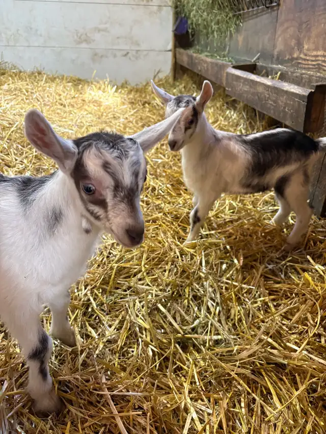 Dairy Goat Buck Kids | Livestock | Calgary | Free local classifieds ...