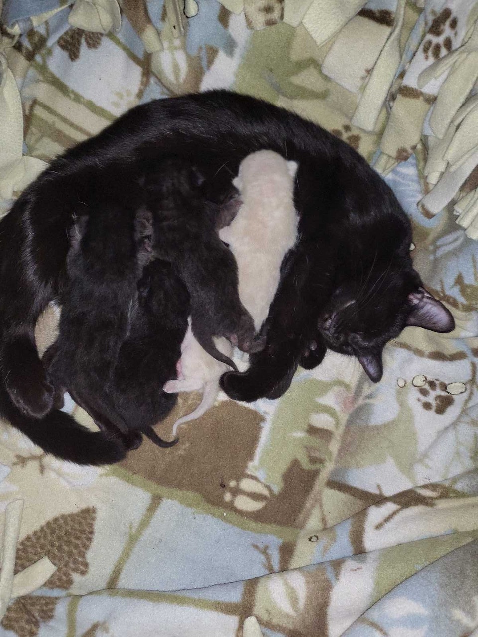 10 kittens newborn | Cats & Kittens for Rehoming | City of Toronto ...