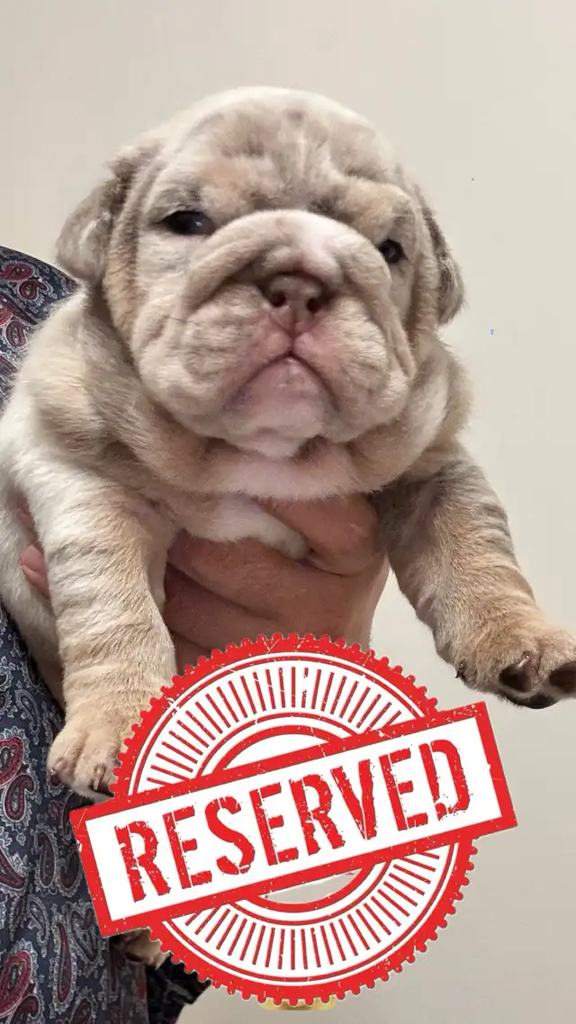 Lilac chocolat English bulldog - bouledogue anglais ⭐️ | Dogs & Puppies ...