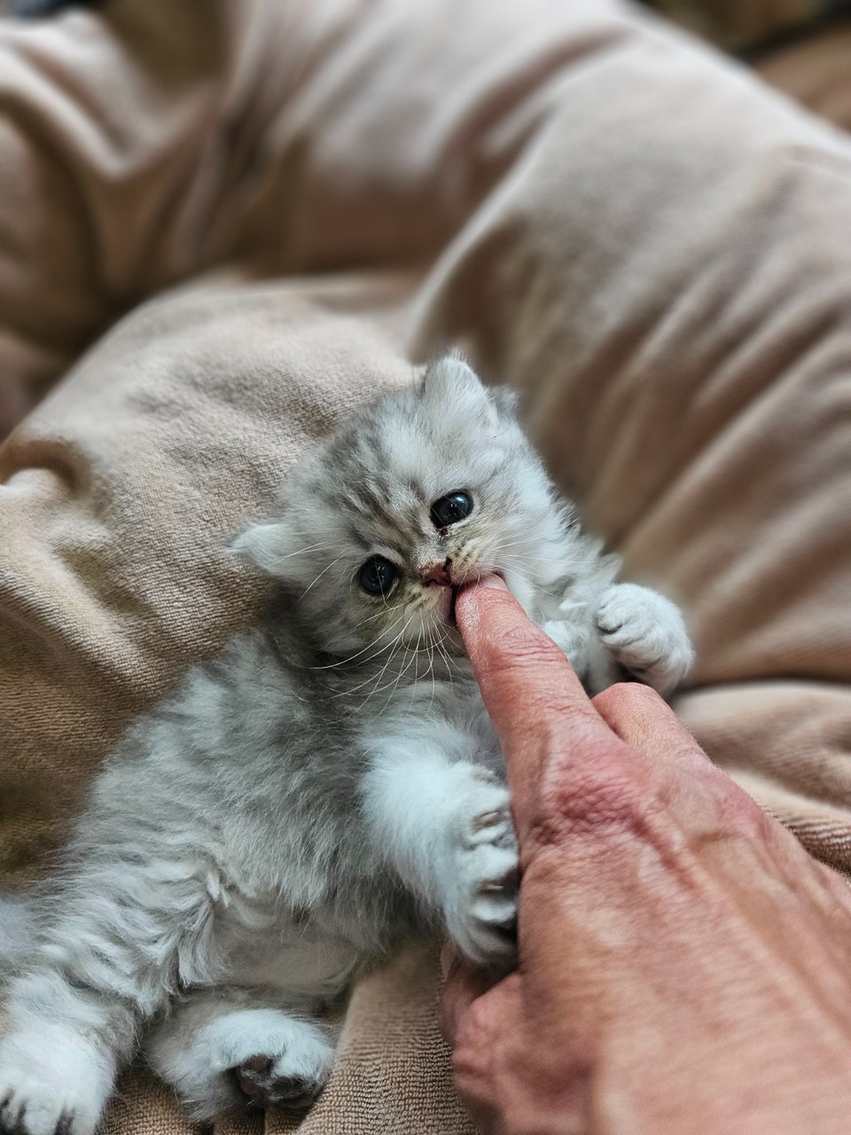 Long haired silver chinchilla kittens looking for their forever | Cats ...