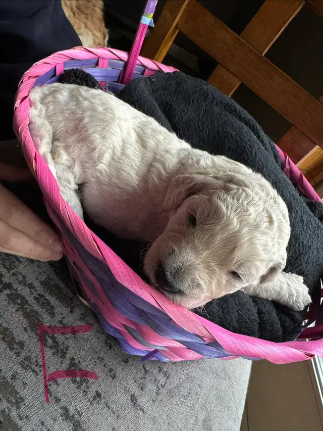 Magnifiques Chiots GoldenDoodle | Dogs & Puppies for Rehoming | Trois ...