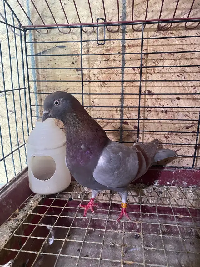 tippler pigeons | Birds for Rehoming | Oakville / Halton Region | Free ...