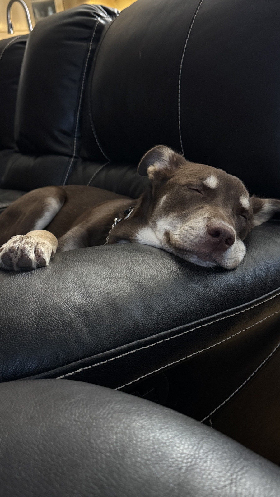 Aussie & Husky Mix 9-Month Old Puppy | Dogs & Puppies for Rehoming ...