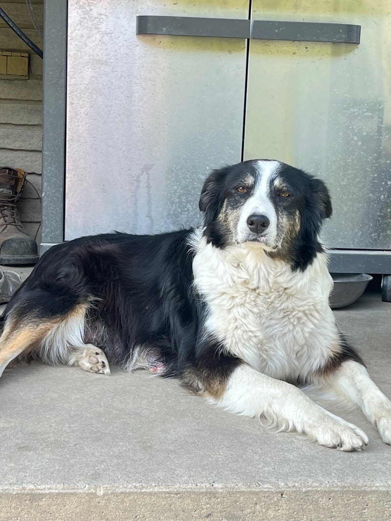 Purebred Border Collie Puppies | Dogs & Puppies for Rehoming | Chatham ...