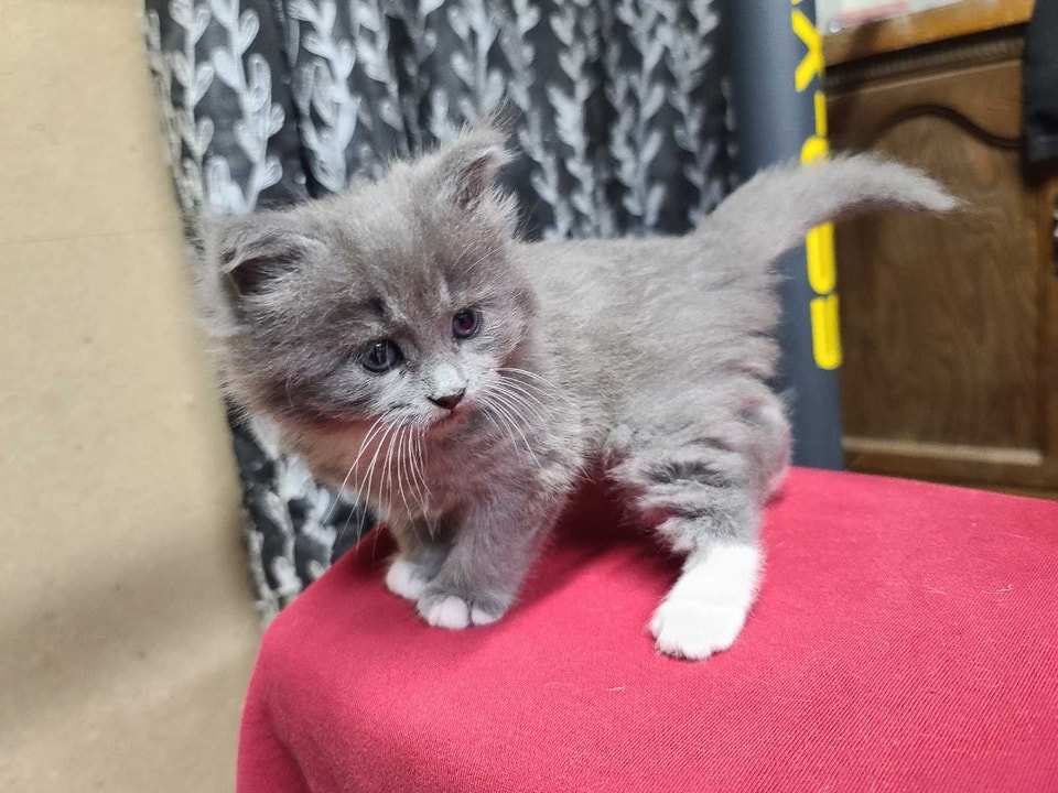 bébé Chaton | Cats & Kittens for Rehoming | City of Montréal | Free ...