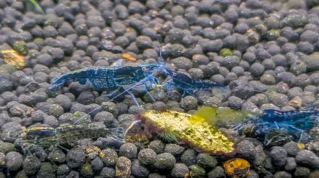 15 for $10 Black/Blue Neocaridina Shrimp Colour Variation | Fish for ...