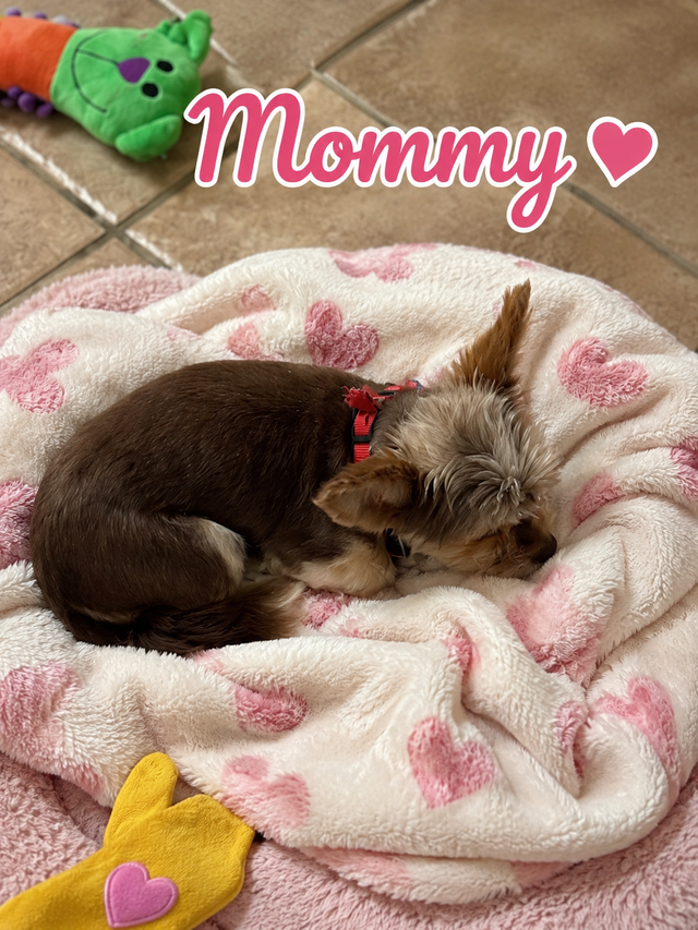 Yorkshire Terrier Puppies | Dogs & Puppies for Rehoming | Ottawa | Free ...