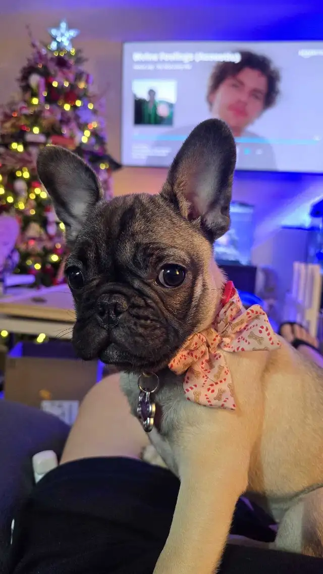 4 month old female pug Frenchie cross puppy | Dogs & Puppies for ...