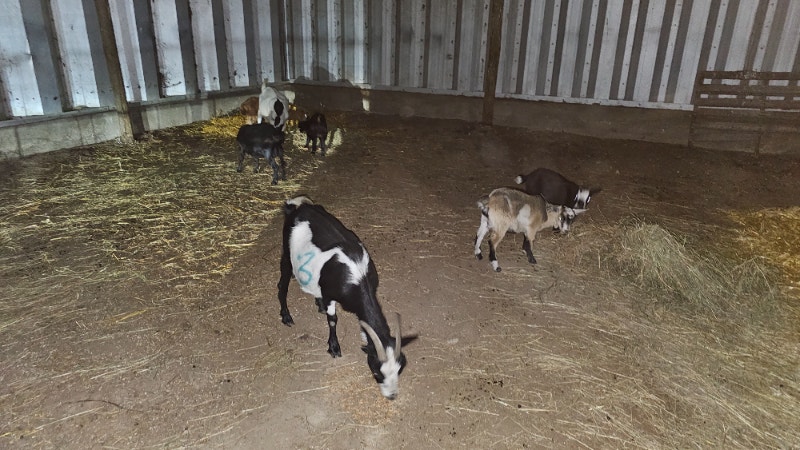 Looking to buy bulk package of goats | Livestock | Regina | Kijiji