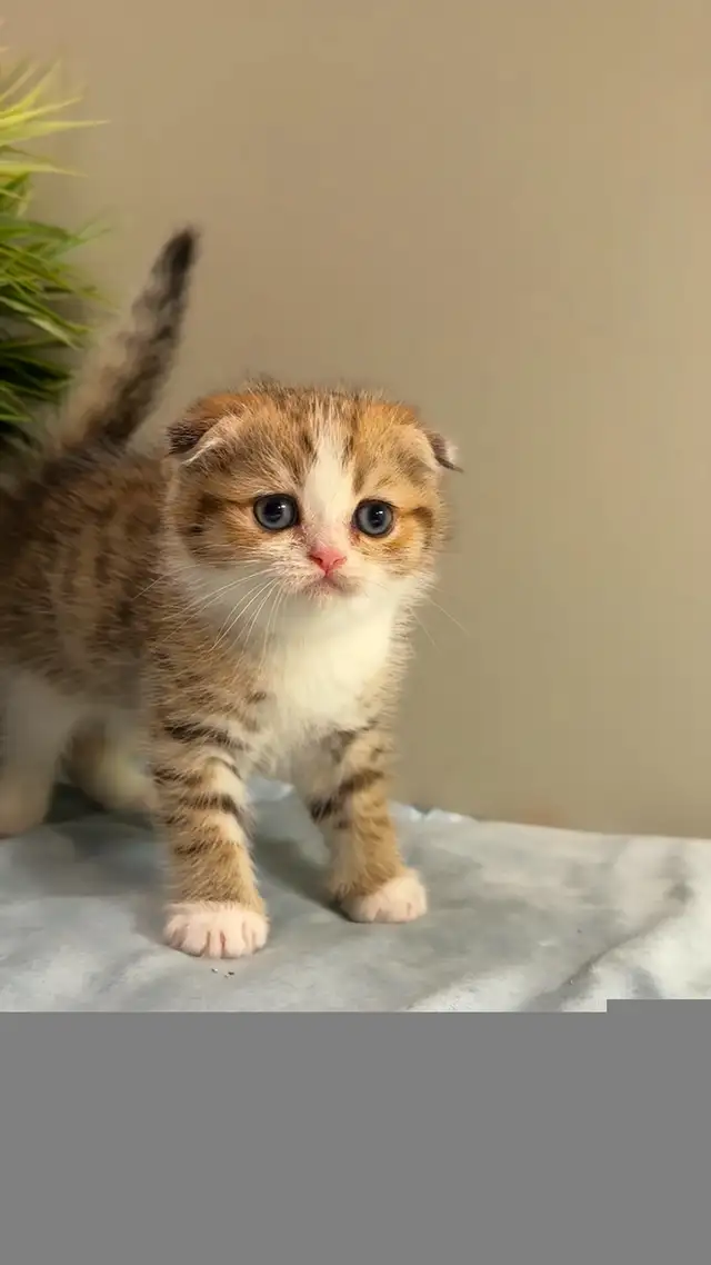 Fluffy Doll-Face Kitten – NY11 Golden Boy | Cats & Kittens for Rehoming ...