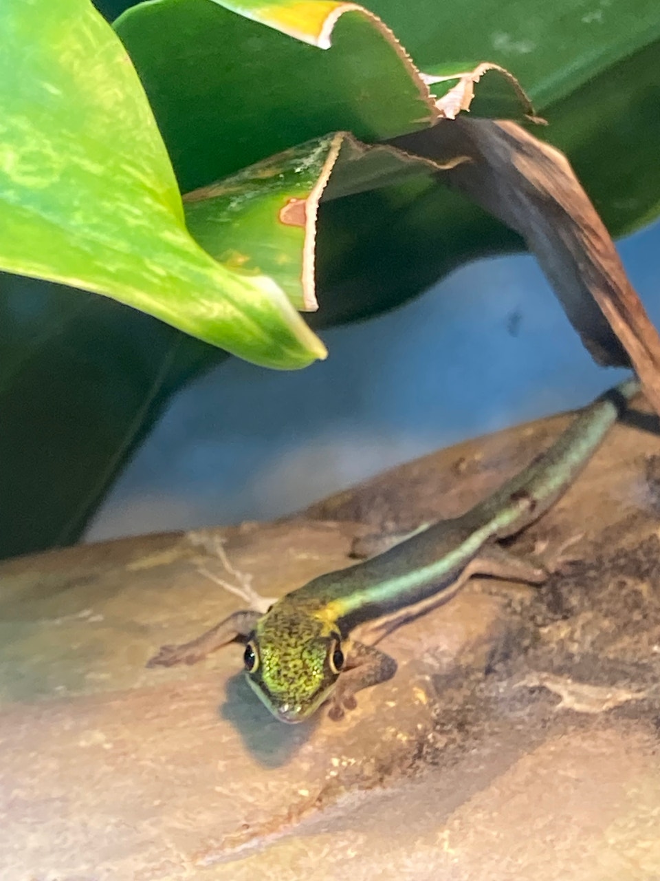 Female neon blue day gecko | Reptiles & Amphibians for Rehoming ...