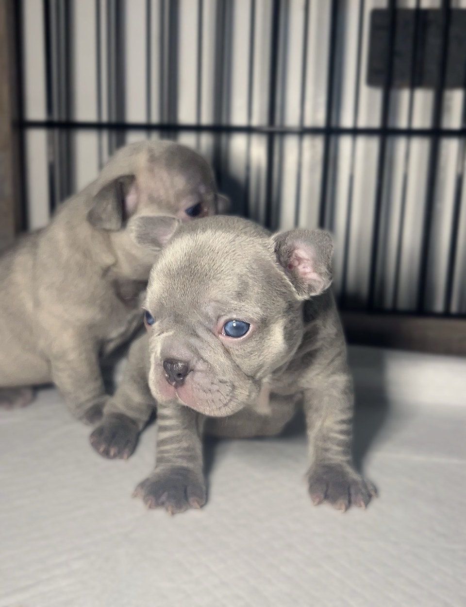 Free Puppies In Tricities