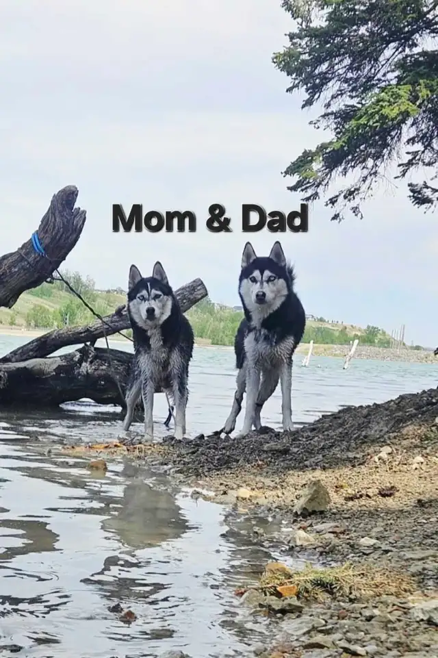 Purebred Siberian Husky Puppies | Dogs & Puppies for Rehoming | Calgary ...