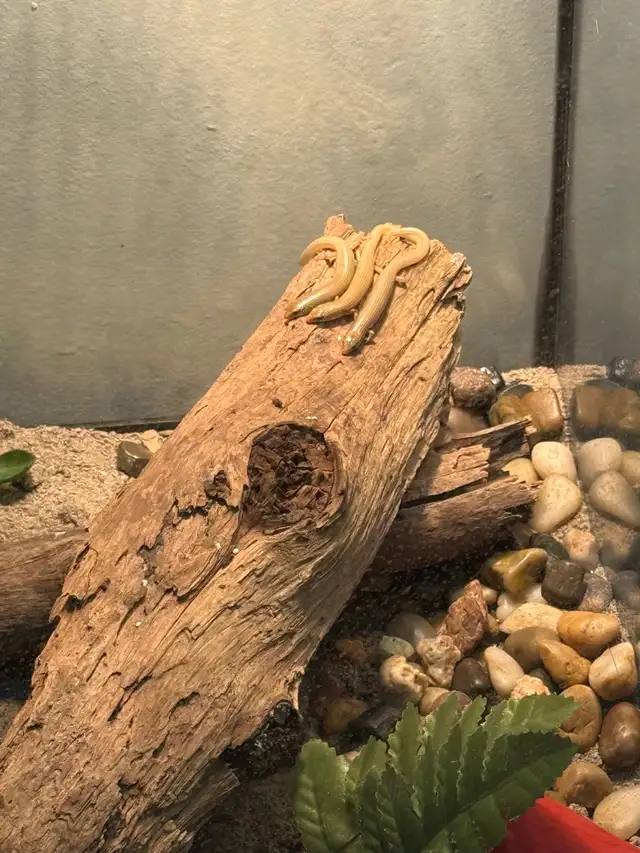 Baby Ocellated skinks (with tank set up) | Reptiles & Amphibians for ...
