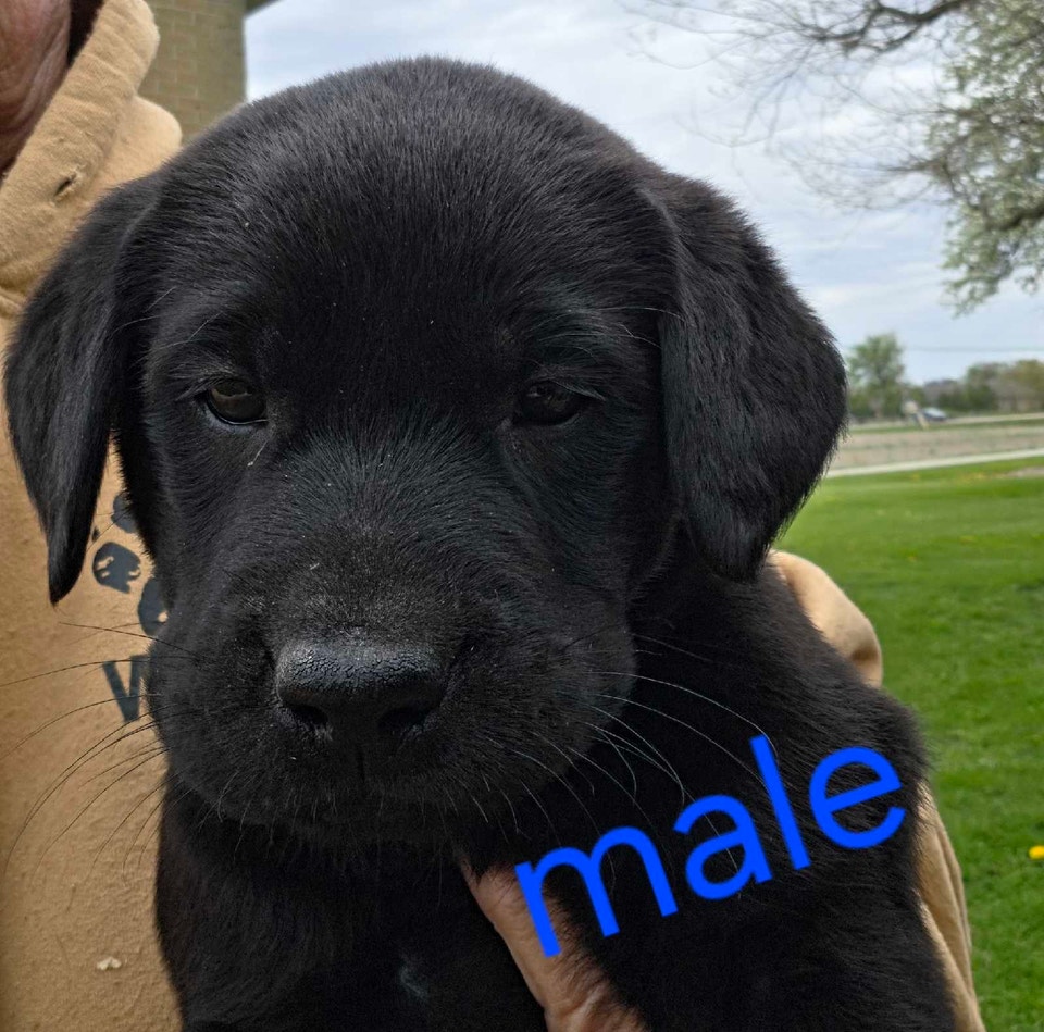 registered labrador retriever puppies Ready to.go | Dogs & Puppies for ...