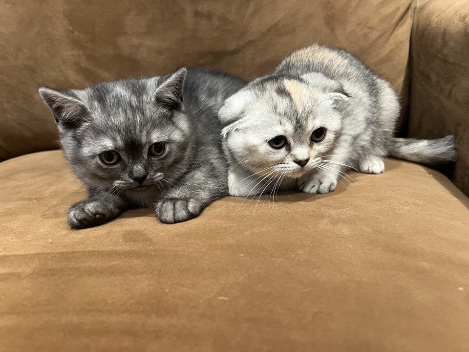 pure bred Scottish fold and straight kittens | Cats & Kittens for ...