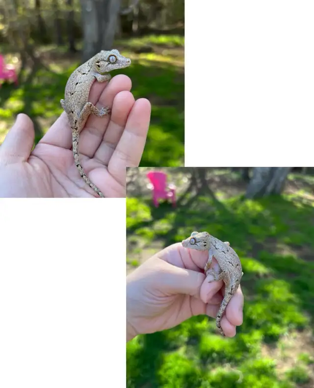 Gargoyle Geckos ($200-$225) | Reptiles & Amphibians for Rehoming ...