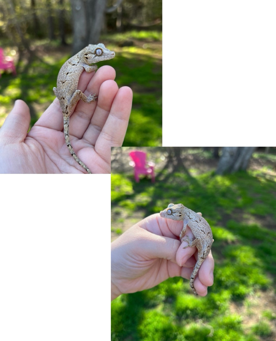 Gargoyle Geckos ($200-$225) | Reptiles & Amphibians for Rehoming ...