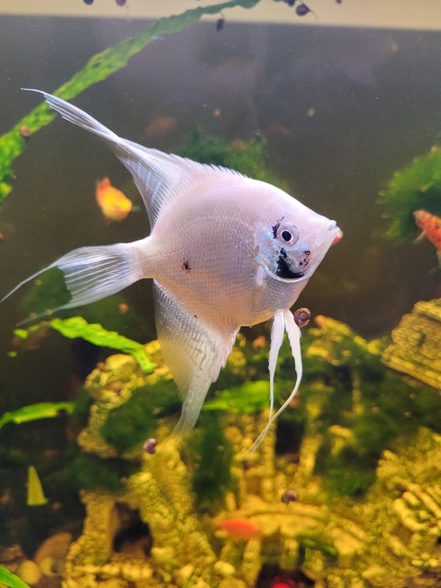 GONE. Angelfish. SOLD | Fish for Rehoming | Napanee | Kijiji
