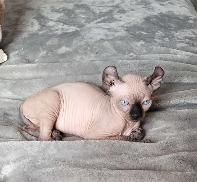 Femelle elf dwelf et sphynx regulier prêt pour la st Valentin | Cats ...