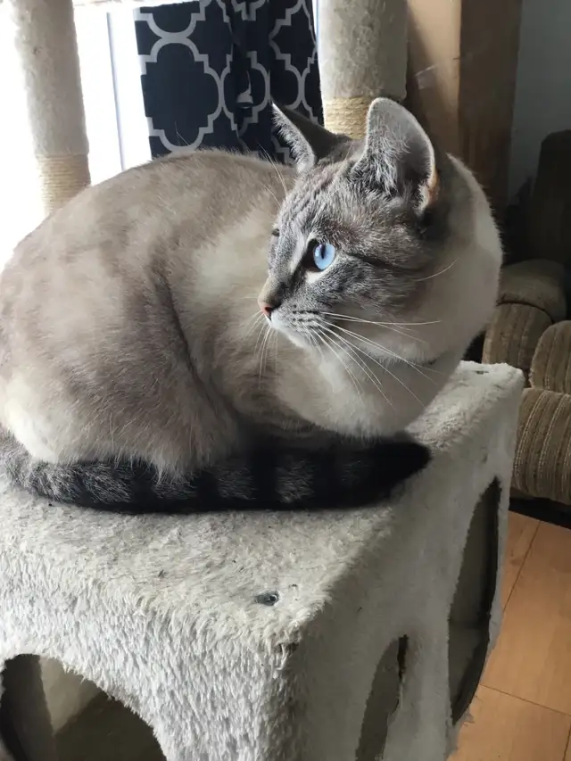 Beautiful Lynx Point Siamese Female | Cats & Kittens for Rehoming ...