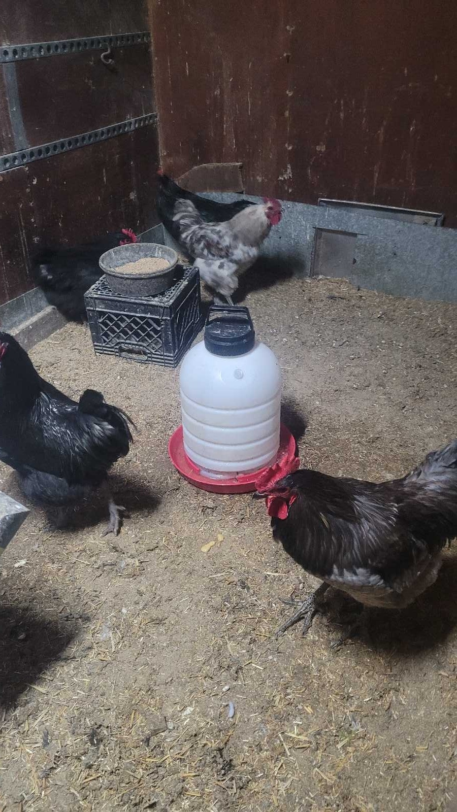 Brahma and Jersey giant | Livestock | Hamilton | Free local classifieds ...