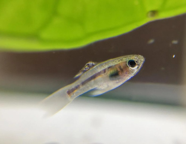 Guppy fry / juveniles - 10 for $5 | Fish for Rehoming | London | Free ...