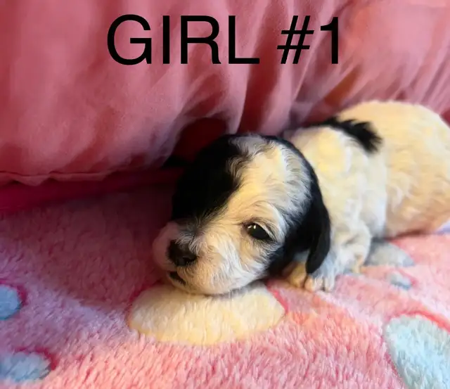 Cockapoo Puppies | Dogs & Puppies for Rehoming | Charlottetown | Free ...