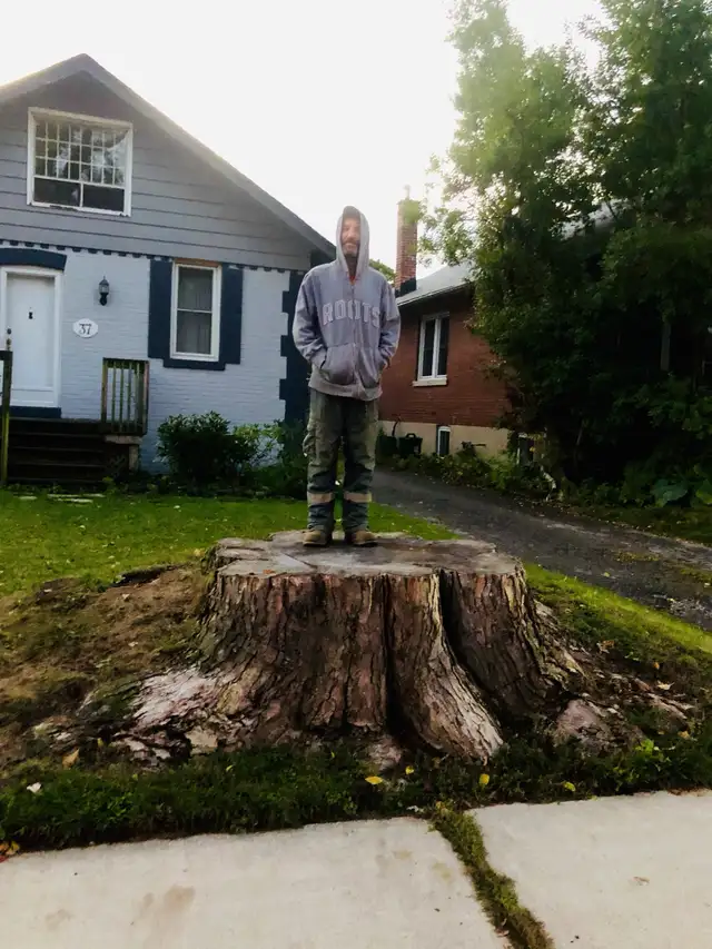 TREE CARE SERVICES, 10% OFF TREE REMOVAL, PRUNING (416) 206-1460 | Lawn ...