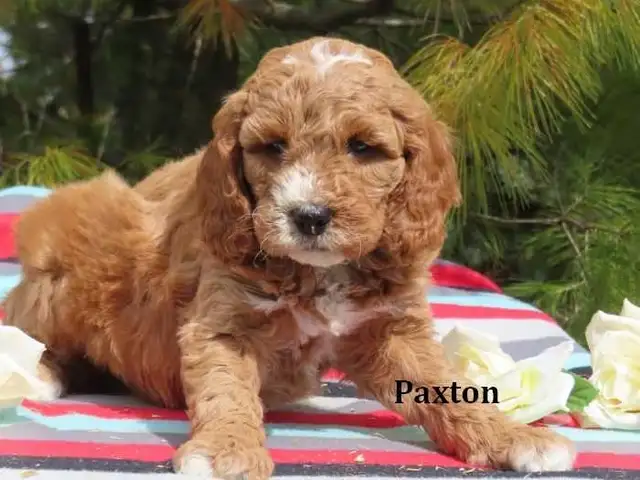 Mini Golden doodle puppy | Dogs & Puppies for Rehoming | Mississauga ...