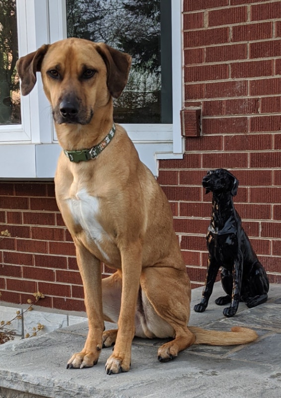 Leonard - Great hound mix needs rehoming. FREE! | Dogs & Puppies for ...