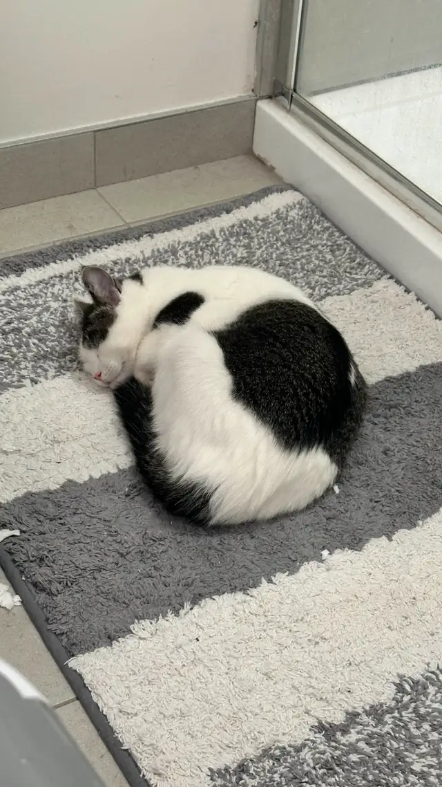 12 Month Old Cat Looking for New Safe Re-Home! | Cats & Kittens for ...