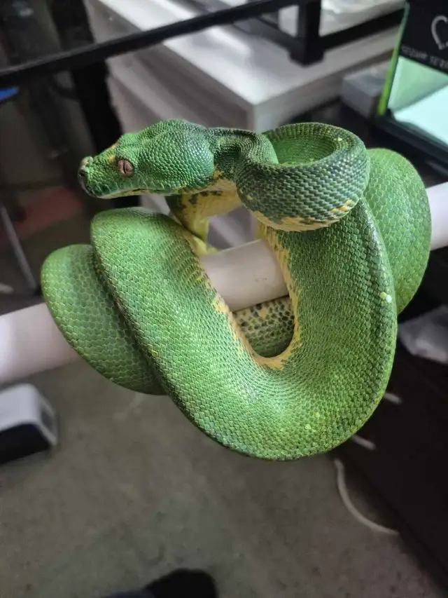 Green Tree Python | Reptiles & Amphibians for Rehoming | Sault Ste. Marie | Free local ...