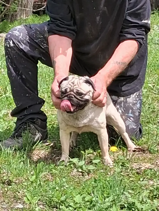 Carlin Pug fenelle | Dogs & Puppies for Rehoming | City of Montréal ...