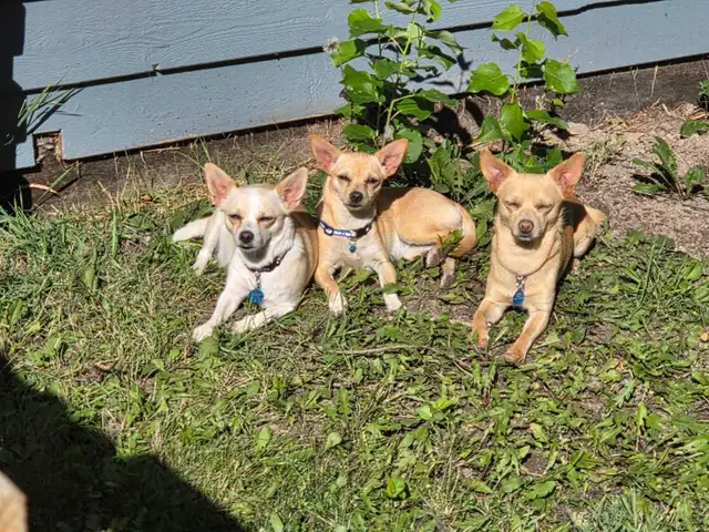 Deer Head Chihuahua Puppies – Ready End of November! | Dogs & Puppies ...