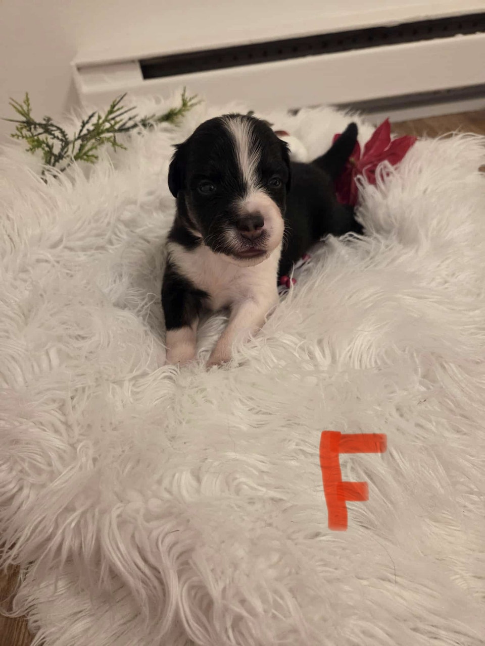 Magnifiques chiots Berger Australien | Dogs & Puppies for Rehoming ...