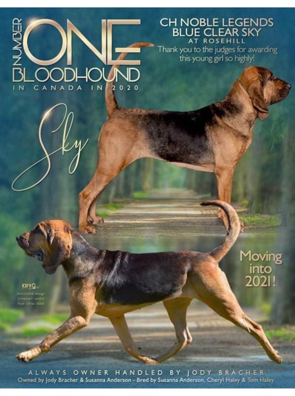 Fuimus Bloodhounds. Puppies Available | Dogs & Puppies for Rehoming ...