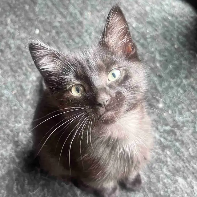 3- two month Kittens for sale! | Cats & Kittens for Rehoming | St ...