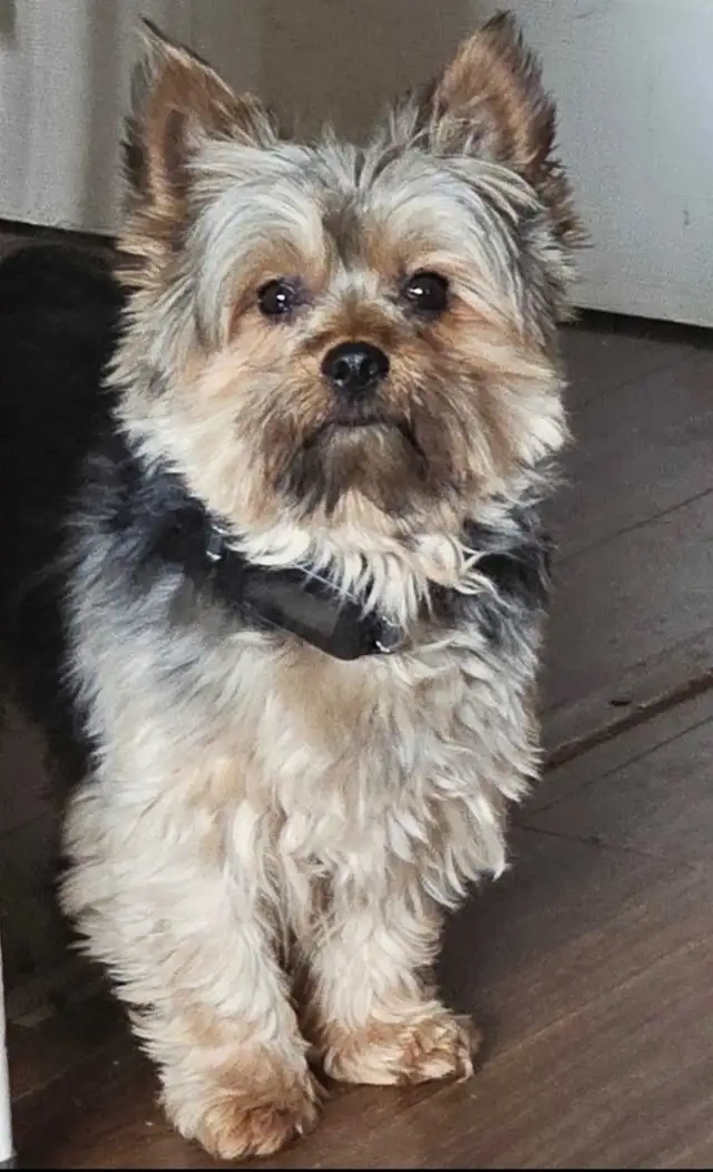 Yorkie Puppies | Dogs & Puppies for Rehoming | New Glasgow | Free local ...