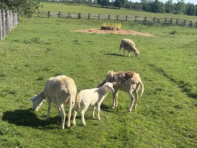 Sold - Katahdin sheep Flock | Livestock | Kawartha Lakes | Free local ...