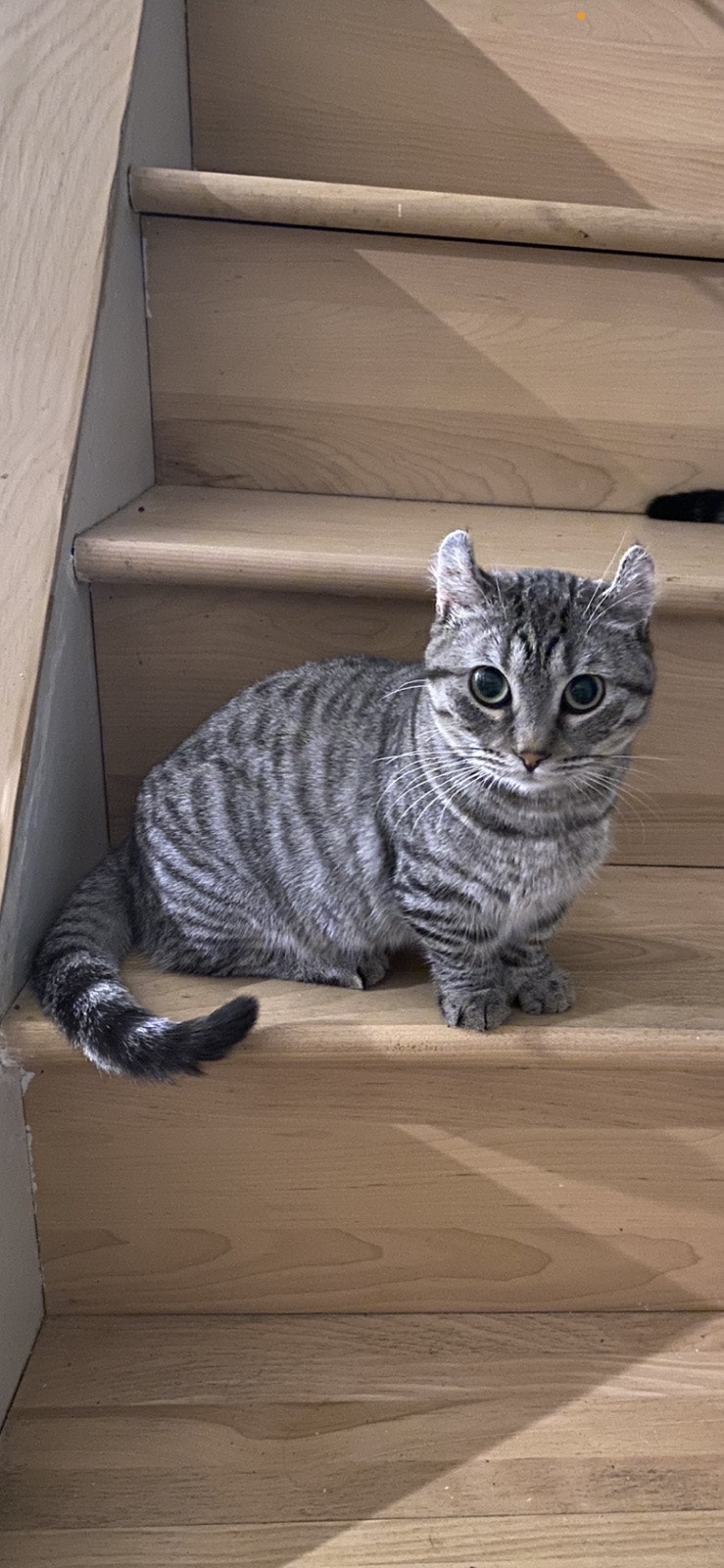 highland lynx dégriffé stériliser (mini patte) | Cats & Kittens for ...