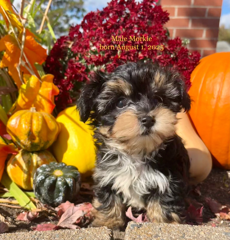 Yorkies ~ Morkies & 1 Adult Female Yorkie | Dogs & Puppies for Rehoming ...