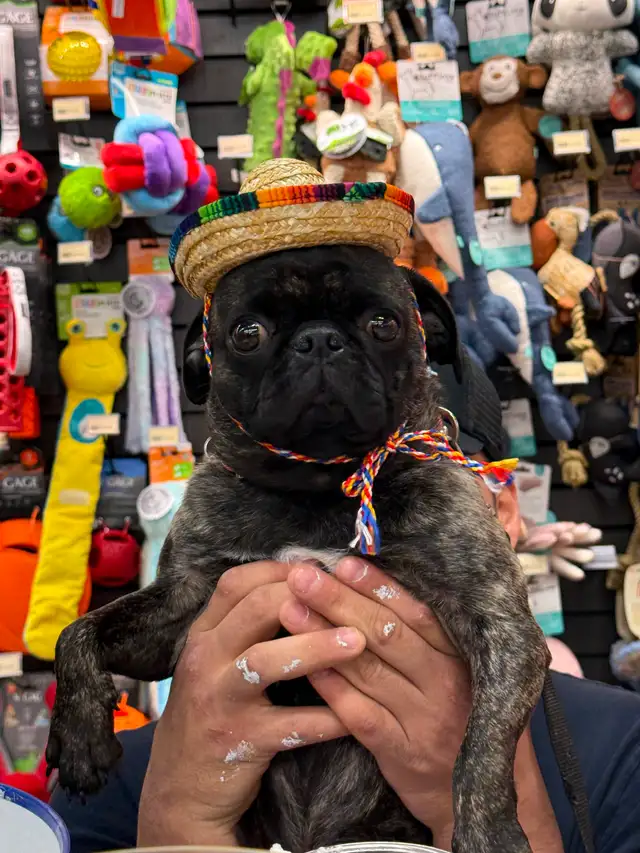 3 year old female pug needs rehoming | Small Animals for Rehoming ...