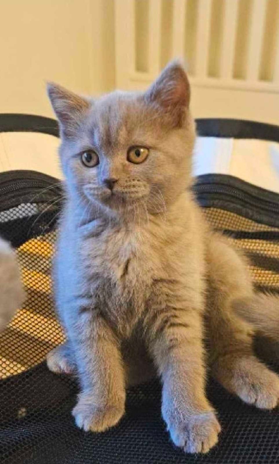 Scottish Straight Purebred Female | Cats & Kittens for Rehoming ...