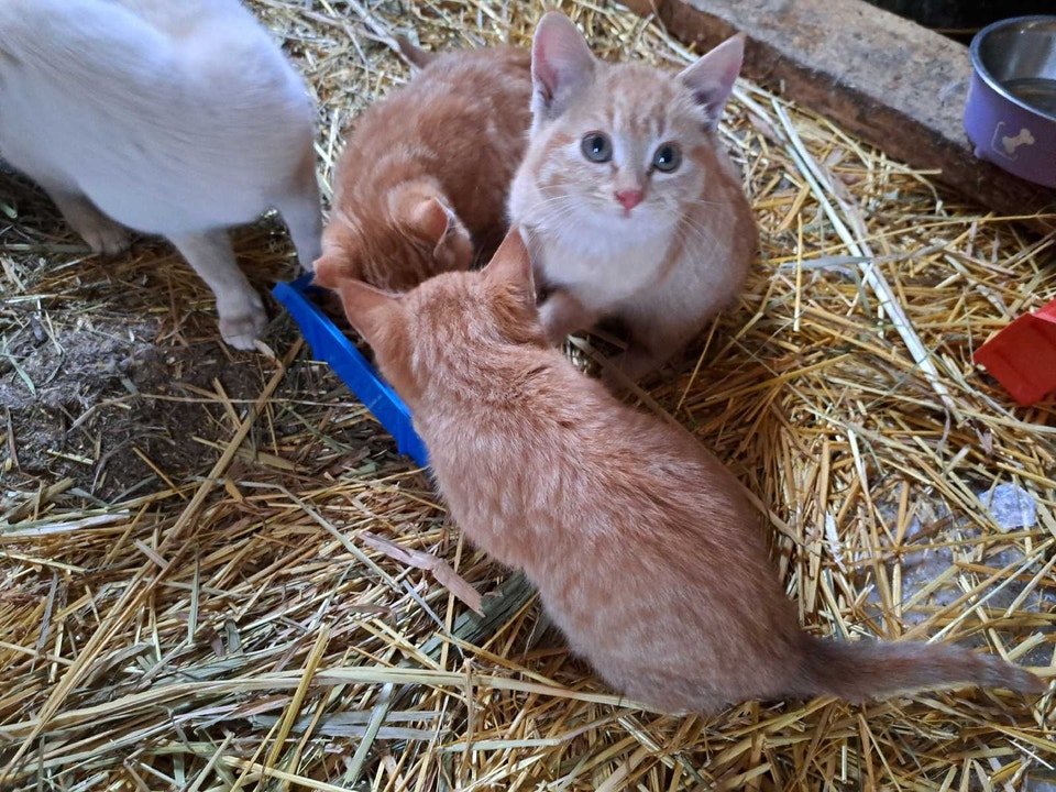 Orange kittens | Cats & Kittens for Rehoming | Strathcona County | Free ...